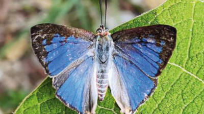 A new Silverline wonder discovered at Meghamalai | Thiruvananthapuram ...