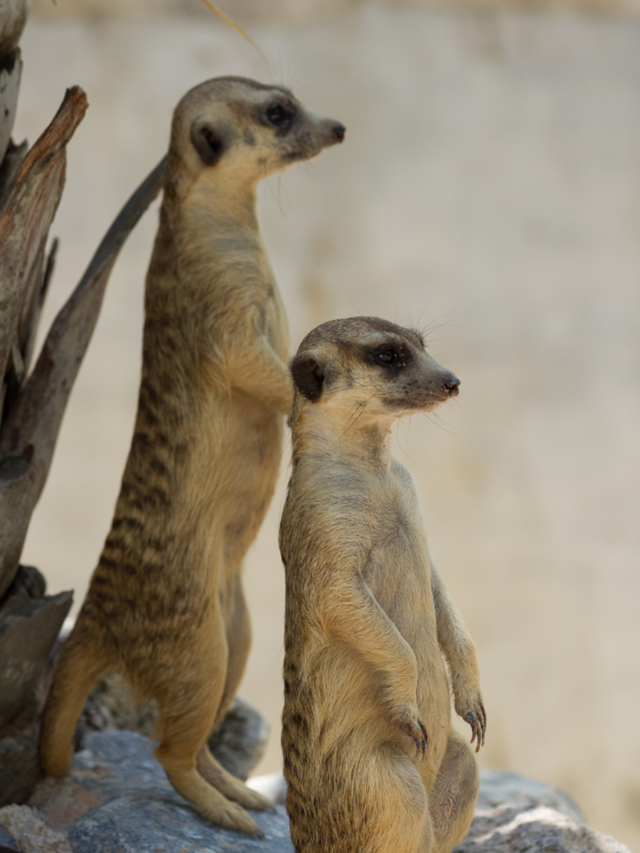 8 Facts About Meerkats That Prove These Animals are One of a Kind ...