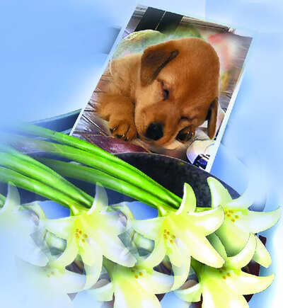 Pet Dog Killed: Pet Dog Killed In Hit-run, Fir Filed | Ahmedabad News ...