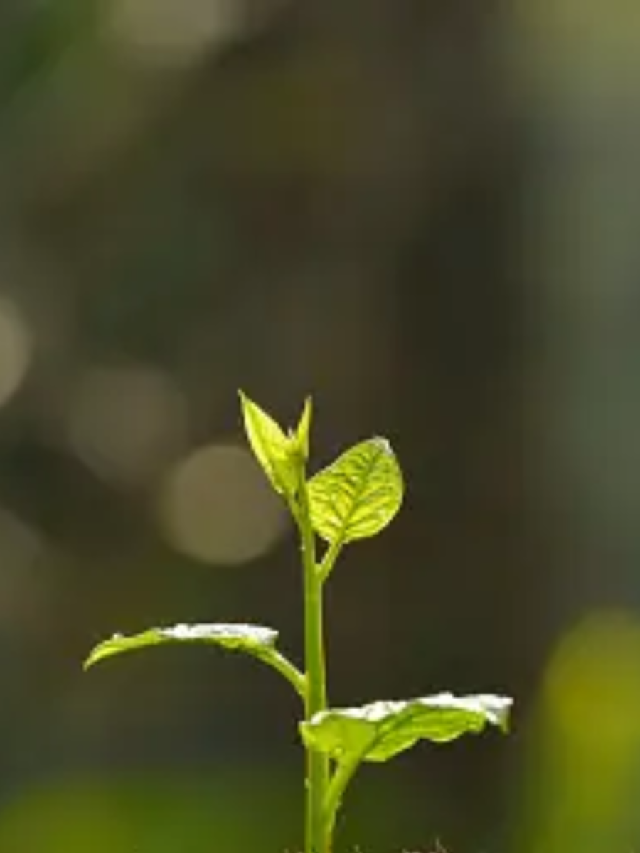 10 Slowest Growing Plants On Earth | Times Now