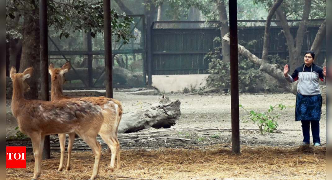 Animal spirits: Delhi zoo hires 100 keepers | Delhi News - Times of India