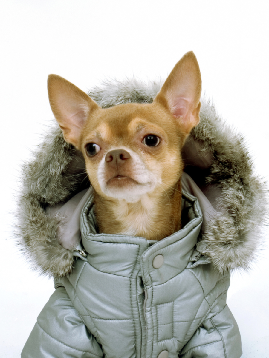 7 Adorable Pictures Of Dogs Wearing Winter Clothes | Times Now