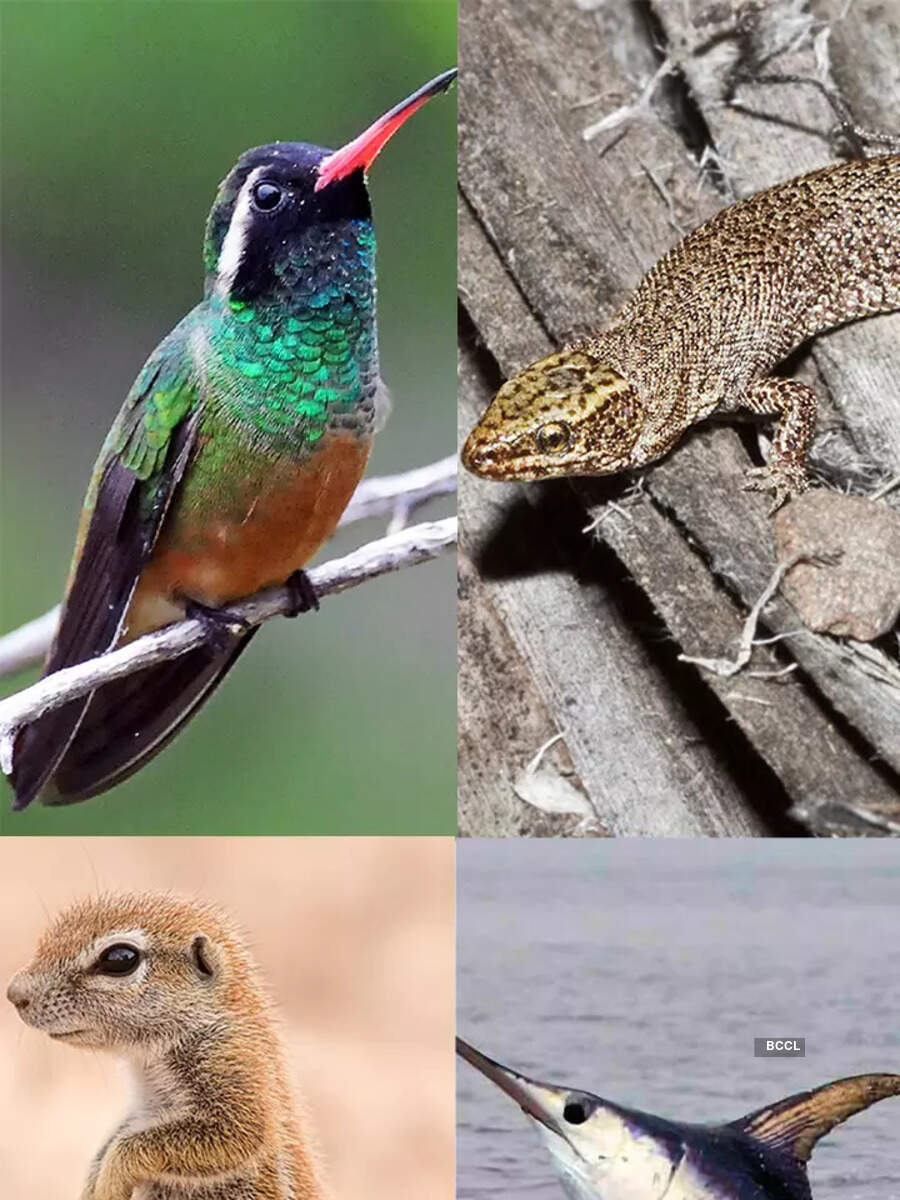 13 animals whose names begin with the letter X | Times of India
