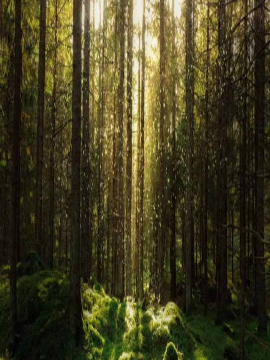 10 Interpretations of Seeing Dreams about Forests | Times Now