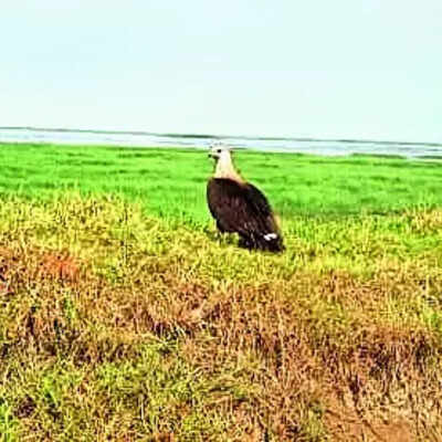 Pallas Fish Eagle: Pallas Fish Eagle Sighted in Chilika After 10 Years ...
