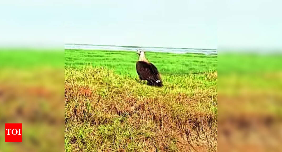 Pallas Fish Eagle: Pallas Fish Eagle Sighted in Chilika After 10 Years ...