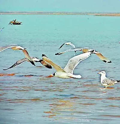 Pallas Fish Eagle: Pallas Fish Eagle Sighted in Chilika After 10 Years ...