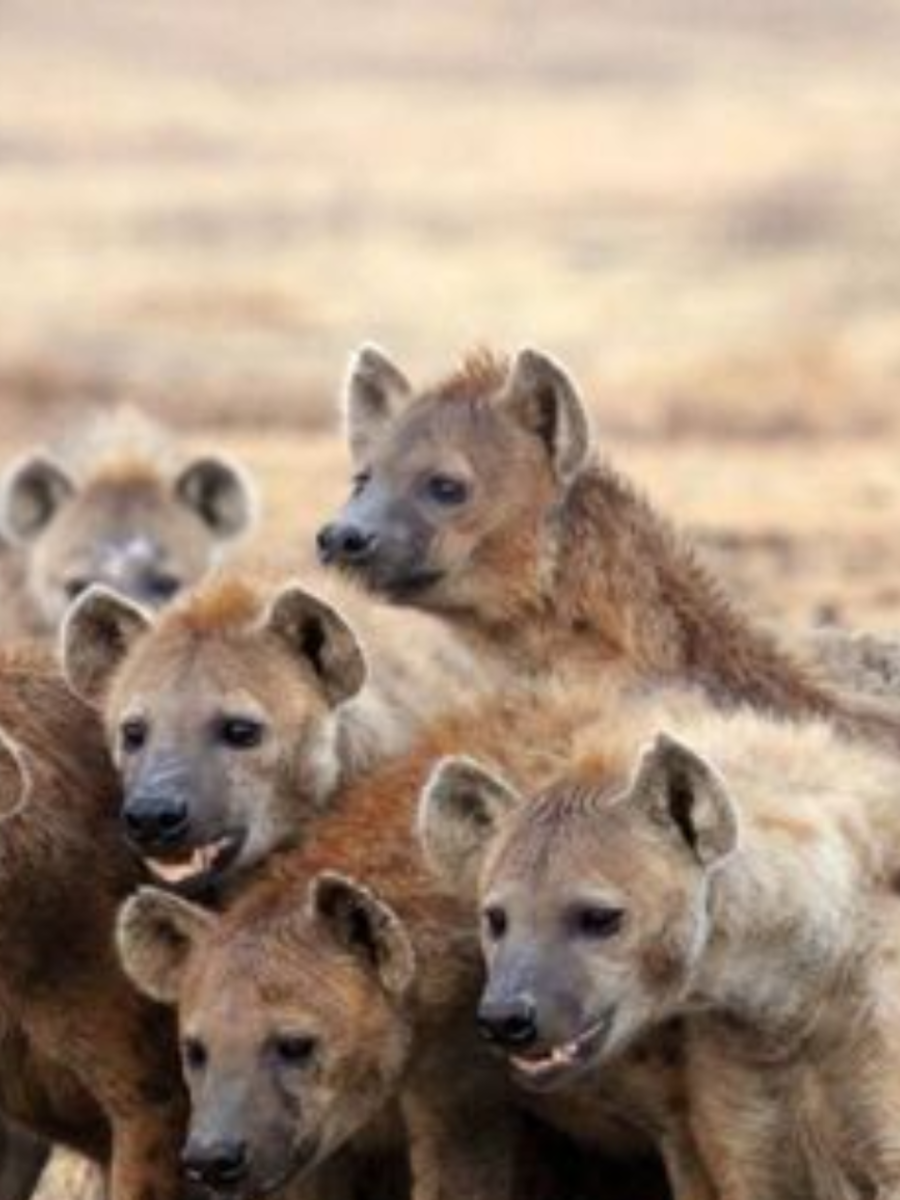 7 Animals That Are Capable of Defeating Lions | Times Now