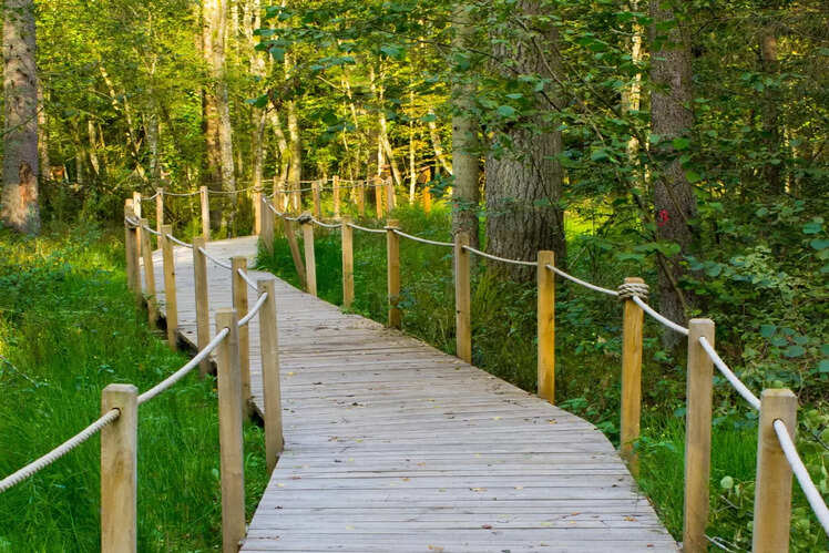 10 largest forests in the world | Times of India Travel