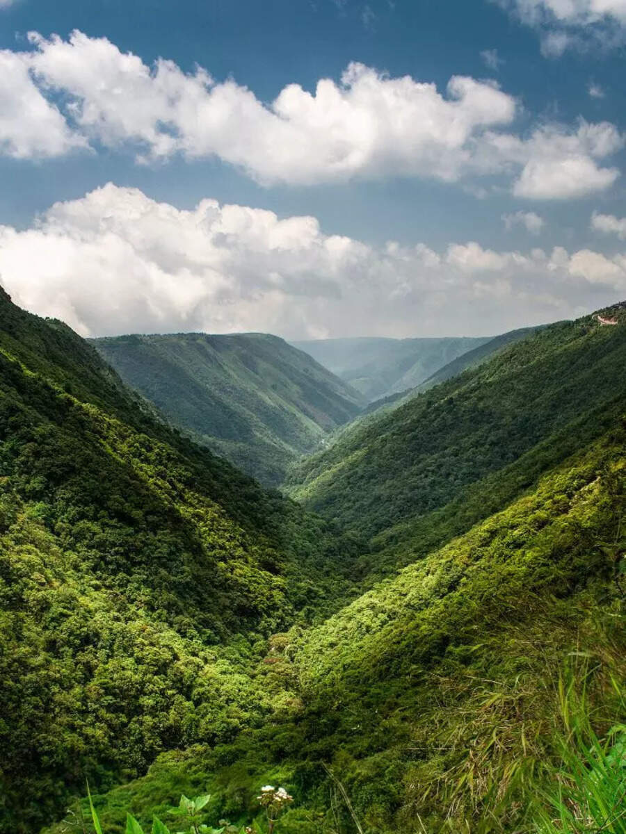 Largest forests in India for nature lovers | Times of India