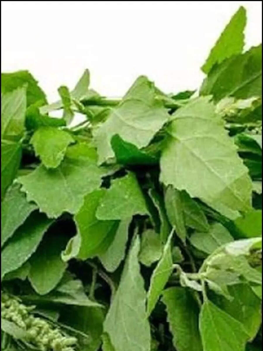 12 Benefits of Eating Bathua Saag in Winter | Times of India