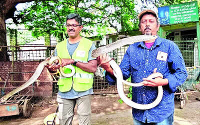 VOC Park Zoo: 17 Snakes Released from VOC Park Zoo; Deer and Pythons ...