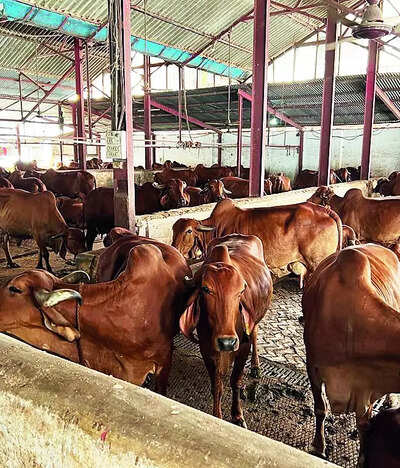 CCTV Cameras: Kheri Admin Installs Cctv Cameras In Cattle Shelters ...