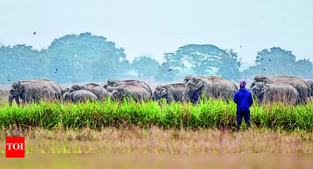 Man-Elephant Conflict: Man-elephant Conflict in Nalbari: Rising ...
