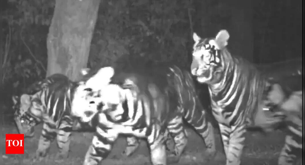 Melanistic Tiger Cubs: Rare sighting: Three melanistic tiger cubs in ...