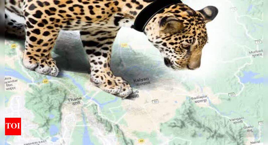 Wildlife wonder: How Ajoba, Maharashtra’s first radio-collared leopard ...