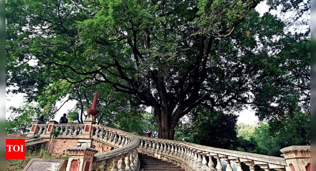 ‘Tree quest’ sprouts hope for India's green history | Hyderabad News ...
