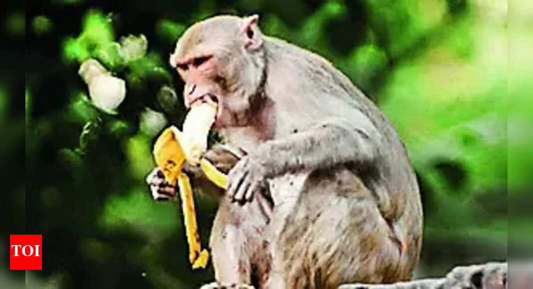 Monkey Menace Haunts Tourists, Foresters At Betla National Park ...
