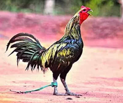 Illegal Cockfights: HC directs govt, police to prevent illegal ...
