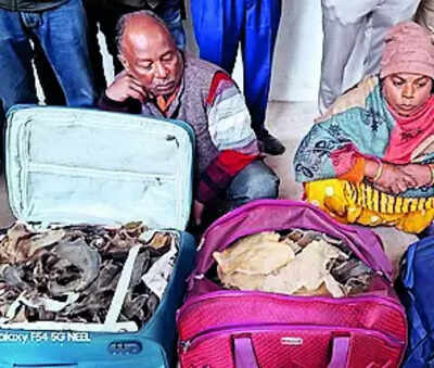 Dried Calipee Of Turtles: 2 Held With 36 Kg Of Dried Calipee Of Turtles ...