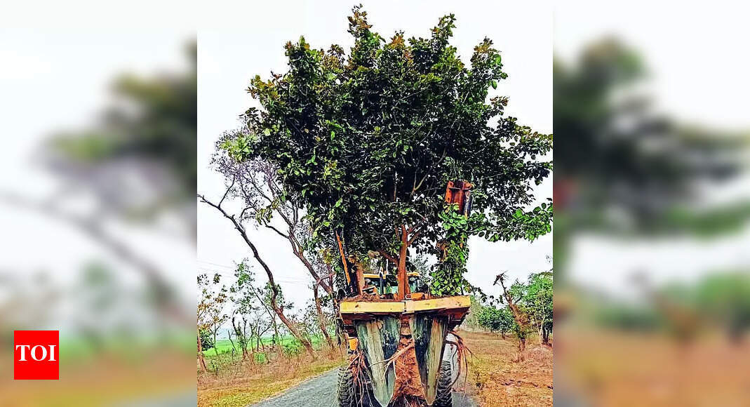 NHAI: NHAI to Transplant 3.5k Trees Uprooted for Road Widening ...