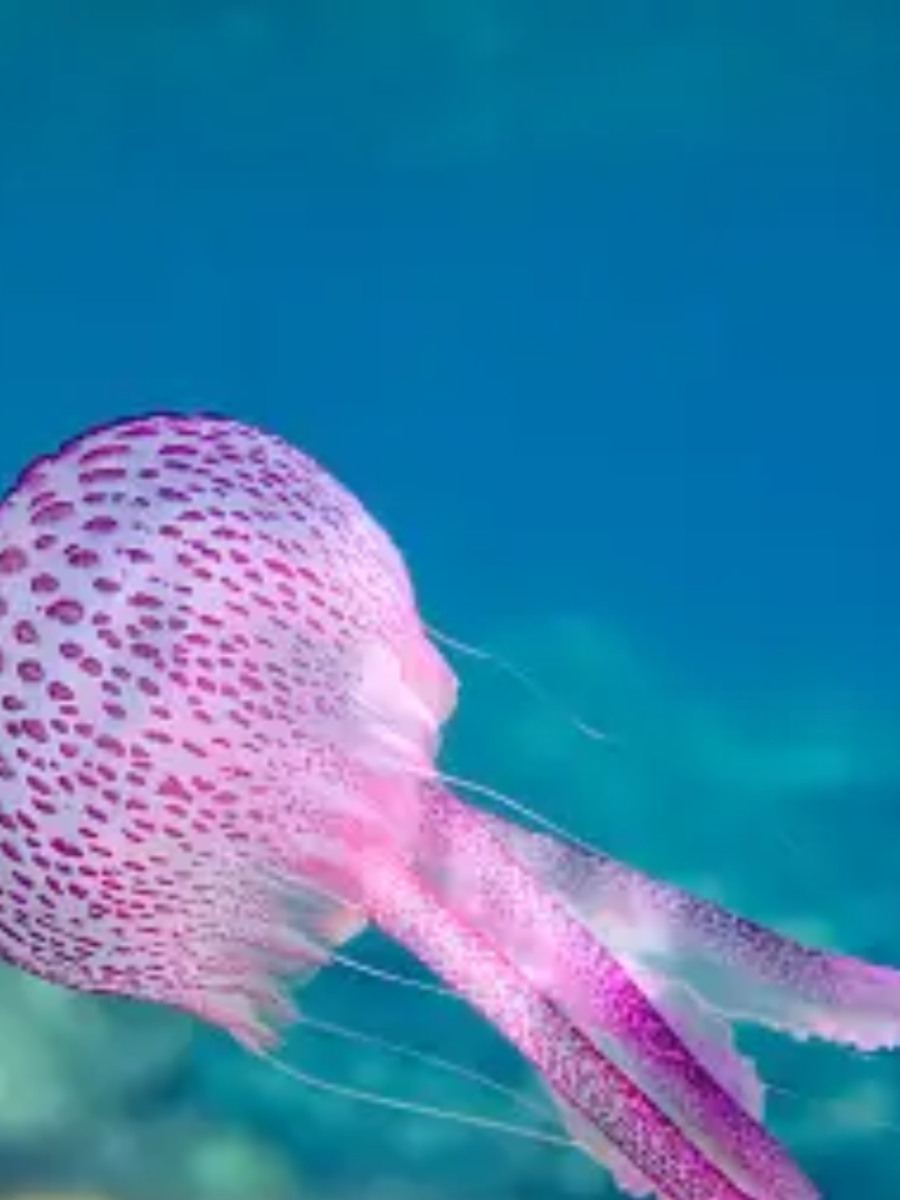 Top 10 Smartest Sea Animals | Times Now