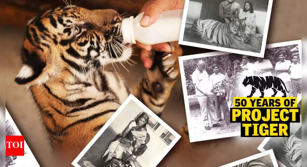 Project Tiger: Amazing story of Khairi & her human family | India News ...