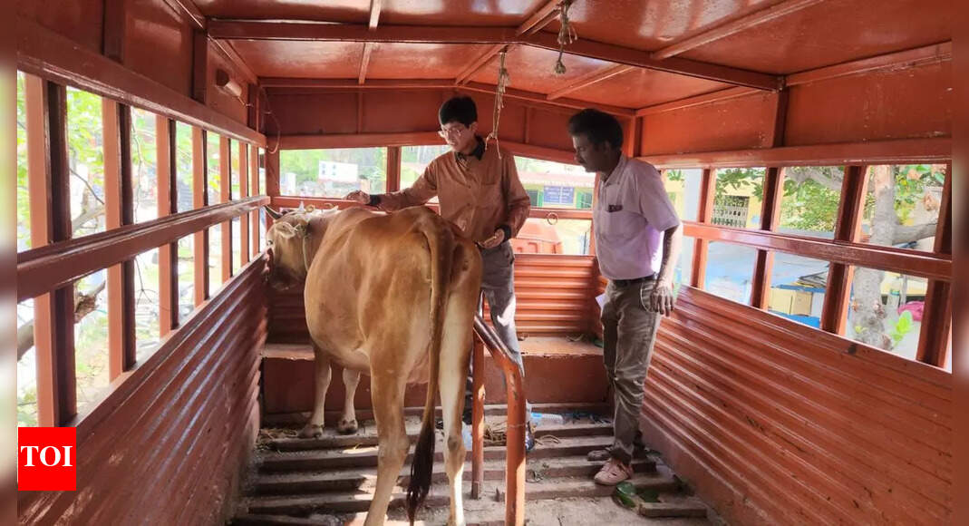 Chennai Corporation seizes 14 cattle after two buffaloes gore man to ...