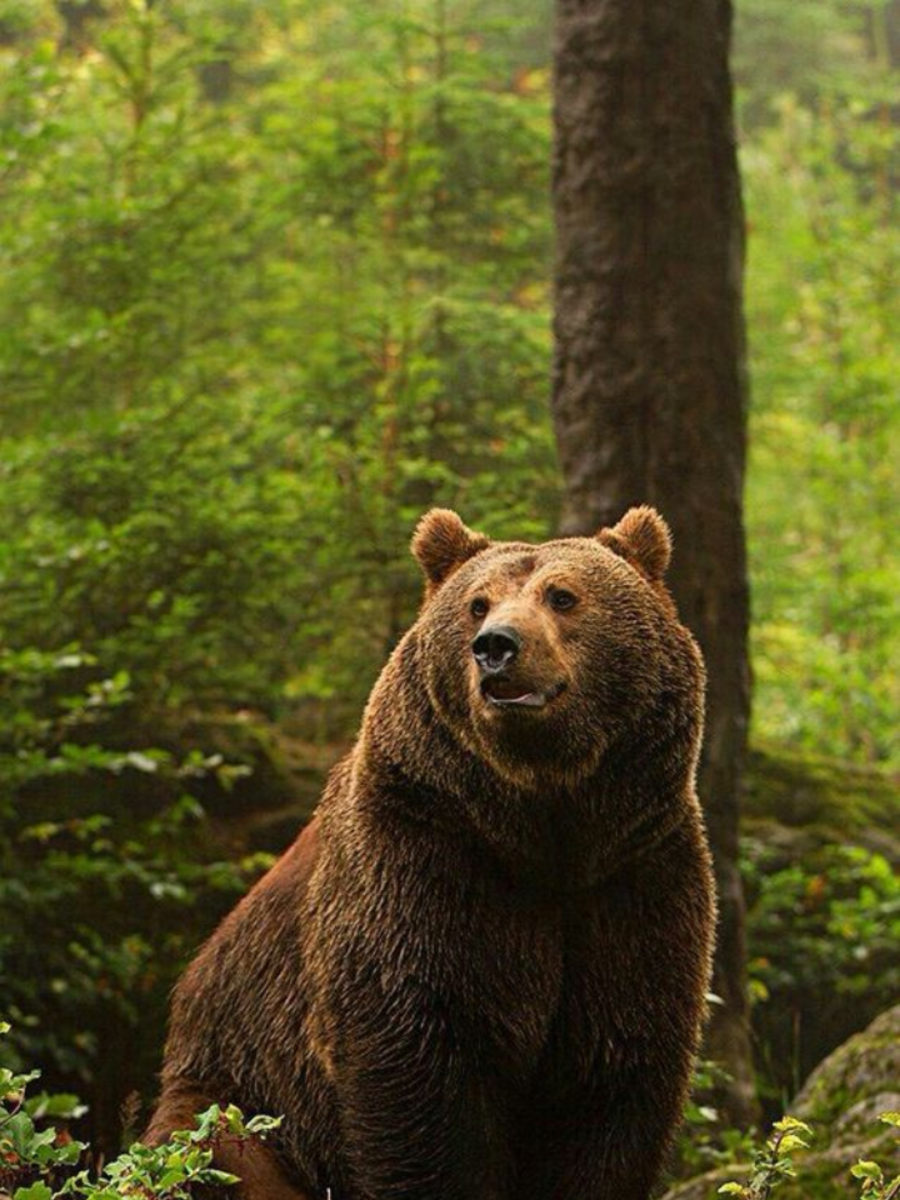 Top 8 Strongest Animals Across The World | Times Now