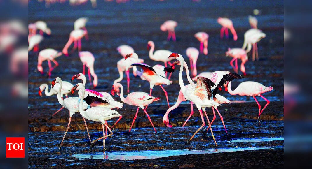 Flamingos: Lesser Flamingos Start Trickling into Pulicat Lake - Rare ...