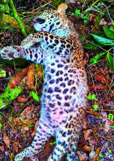 Leopard Cub: Leopard Cub Found Dead At A Private Estate In Gudalur ...