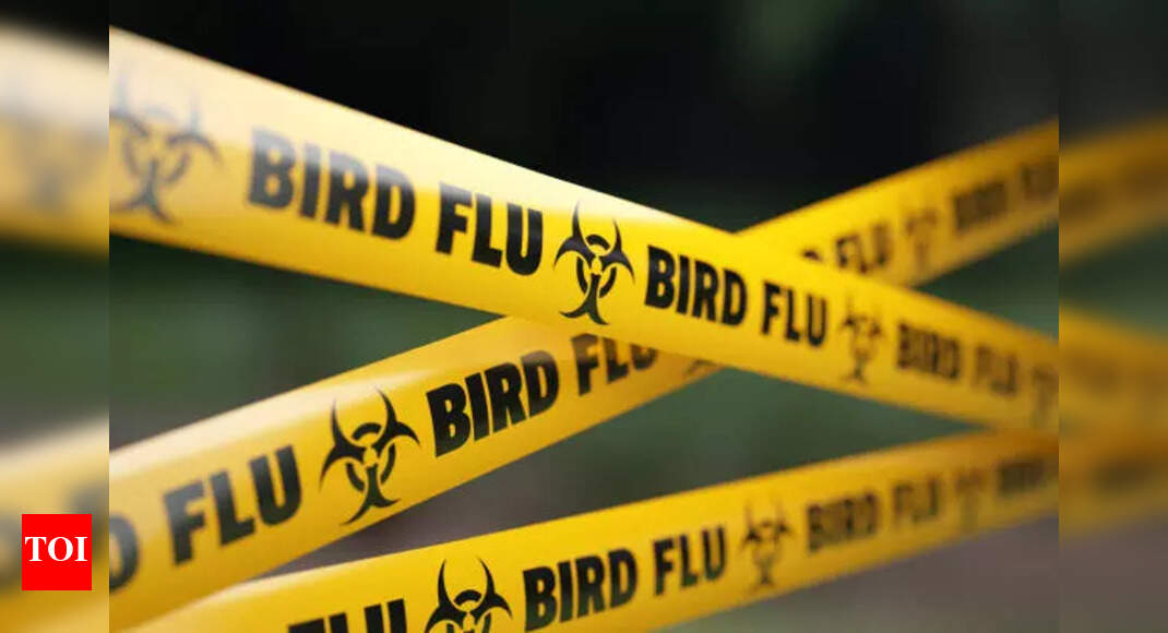 Bird flu reaches Antarctic wildlife: Fur and elephant seals infected ...