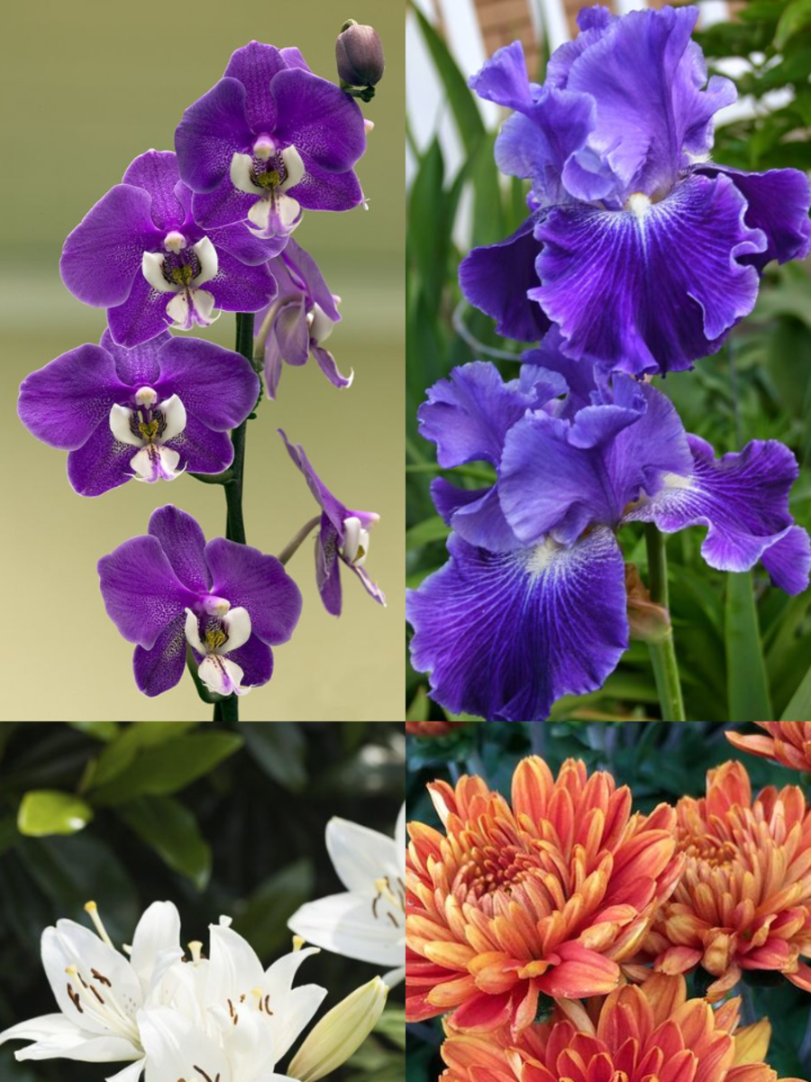 10 Flowers That Represent Glory | Times Now
