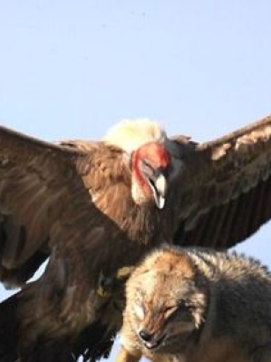 Top 7 Largest Birds In The World | Times Now