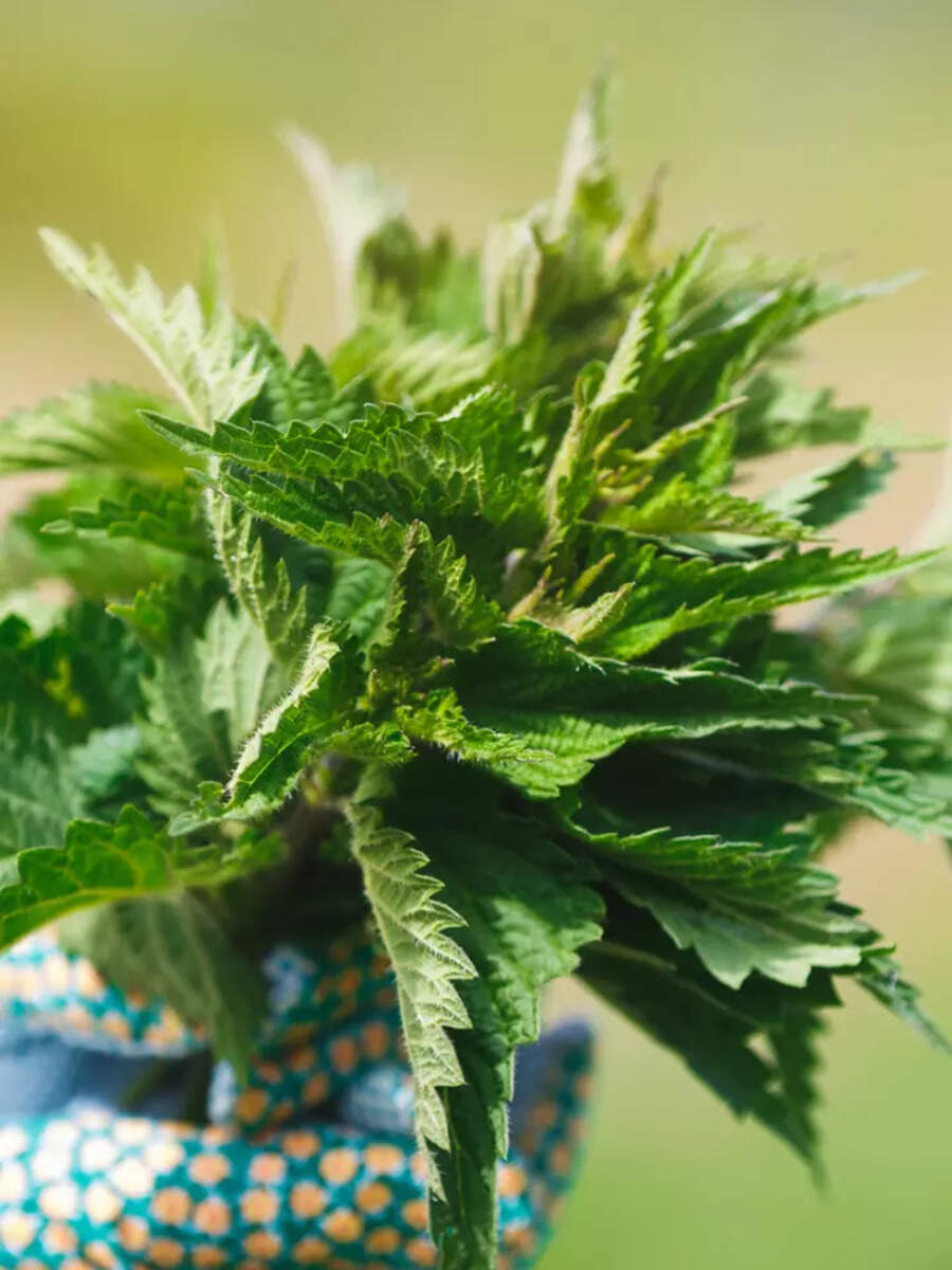 10 benefits of eating Bichu Buti ka Saag | Times of India