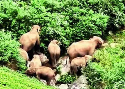 Forest Staffer: Forest Staffer Injured After Jumping Down from Hill to ...