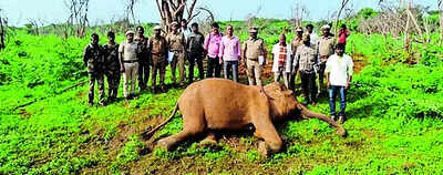 Elephant Found Dead: Wild Elephant Found Dead in Reserve Forest near ...