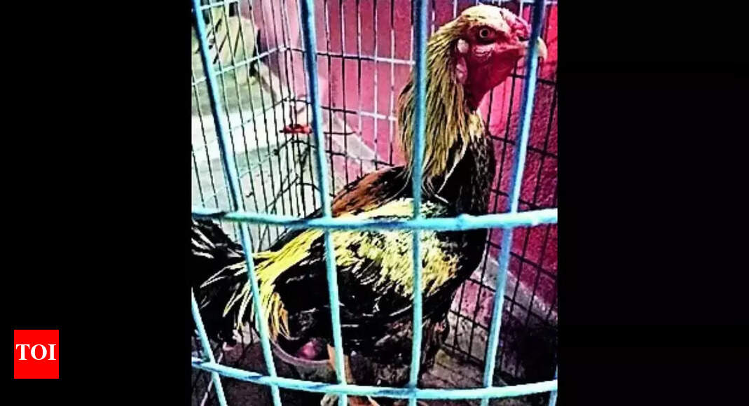 RTC: After ‘owner’ plea, RTC nixes rooster auction | Hyderabad News ...