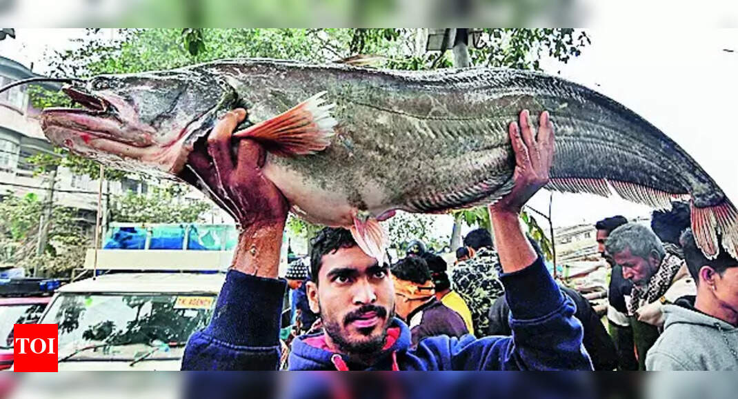 Meat & Fish Rates: Spicy options, pricey bills: Meat & fish rates hit ...