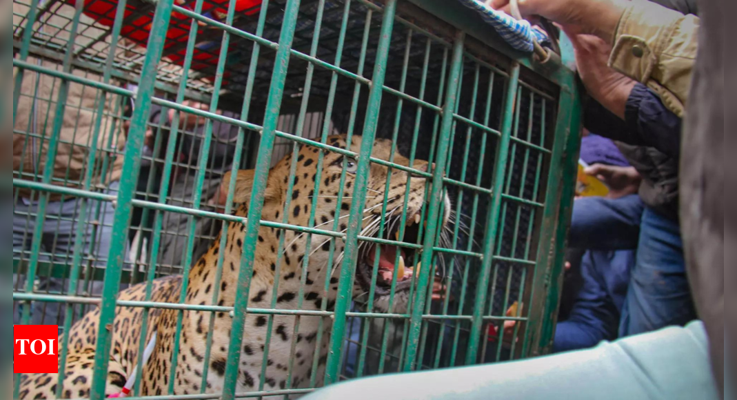 Three injured in Khatima leopard attack | Dehradun News - Times of India