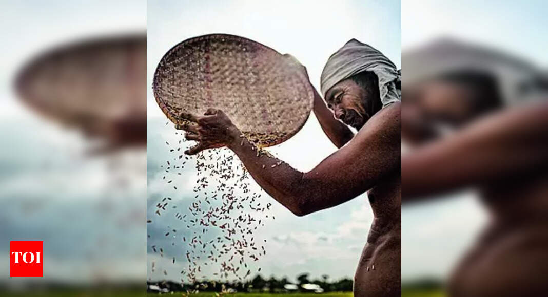 Tur Yield: Tur yield down: Farmers face low returns and yield due to ...