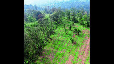 Native Species: Native Species Planting in Ulandy to Restore Reserve ...