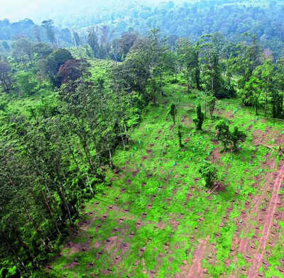 Native Species: Native Species Planting in Ulandy to Restore Reserve ...