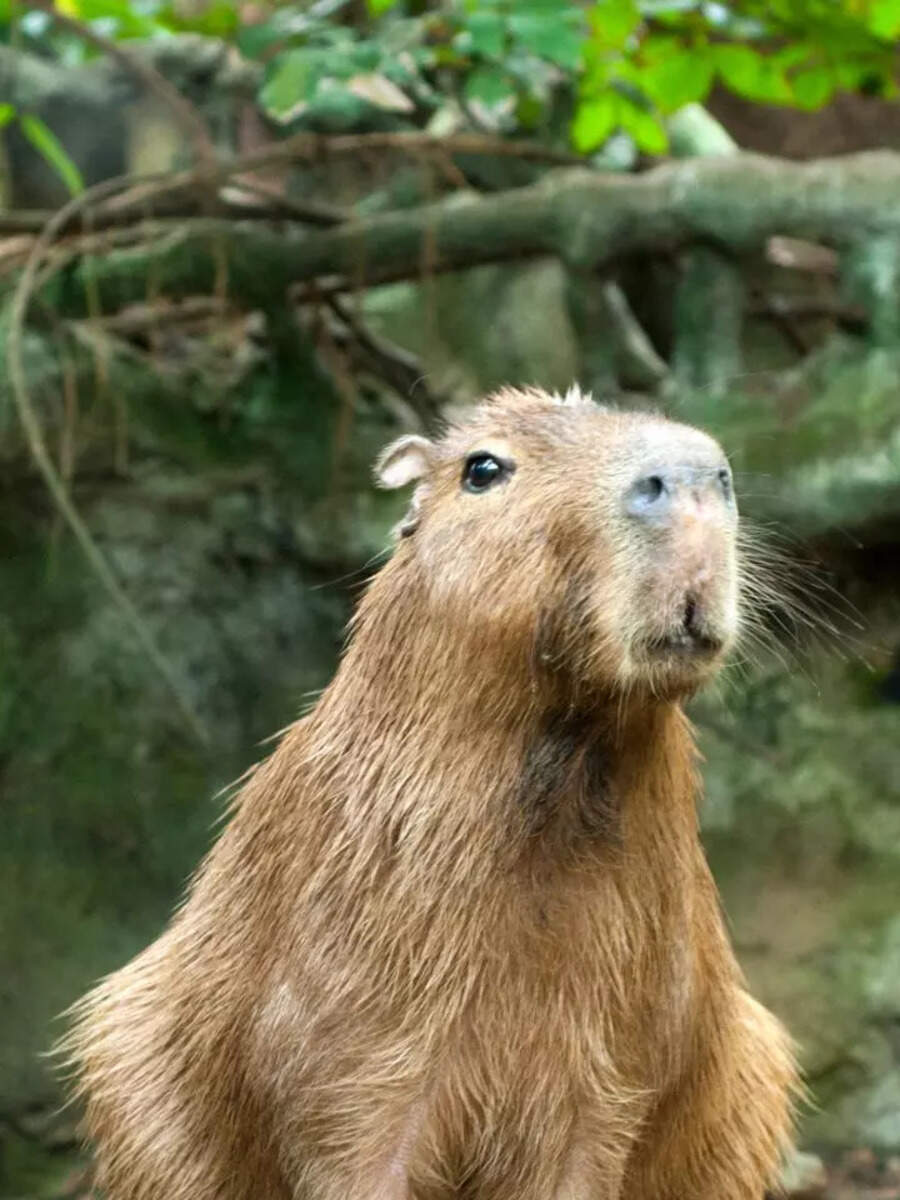 10 most friendly animals you will find in the wild | Times of India