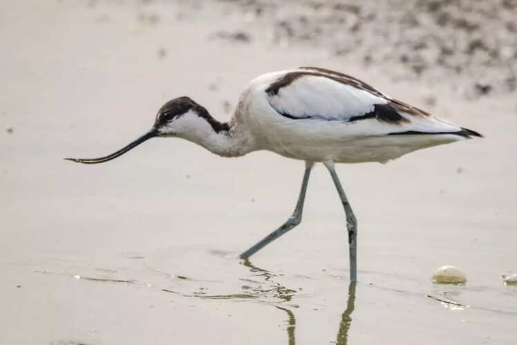 From Bluethroat to Northern shoveler: Migratory birds that can be ...