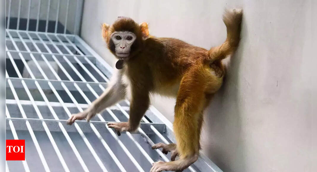 Cloned Monkeys: A Breakthrough for Gene Technology? | - Times of India