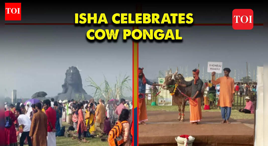 ‘Cow Pongal’ celebrated with zest and zeal at ISHA Yoga Centre in ...