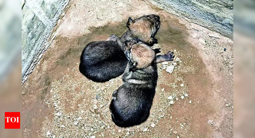 Asiatic Wolf Pair: Asiatic Wolf Pair Gives Birth to Puppies in Surat ...