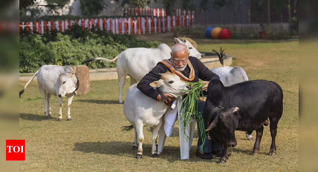 PM Modi feeds Panganur cows on Makar Sankranti: All you need to know ...