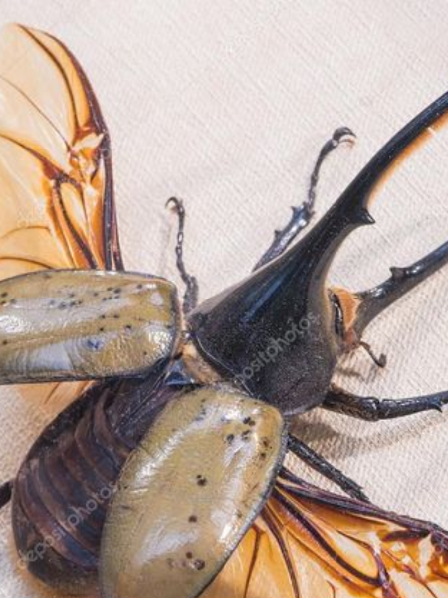 7 Largest Insects In The World | Times Now